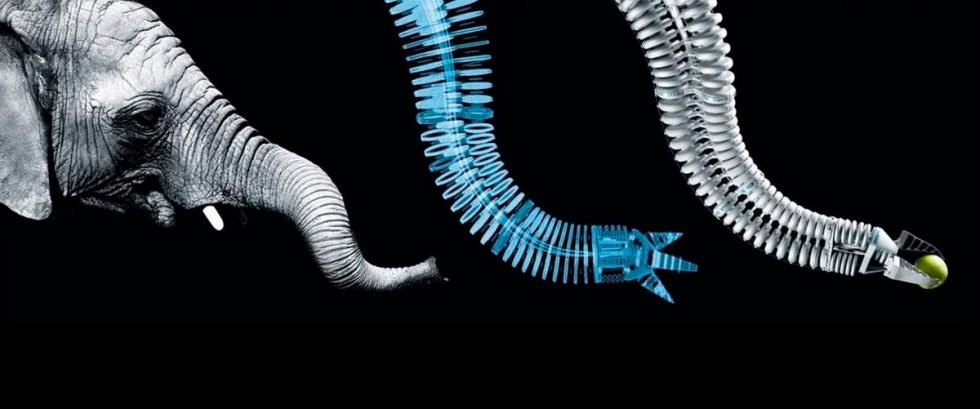 Biomimética y bioinspiración. - Go4IT | Servicios de Consultoría en ...